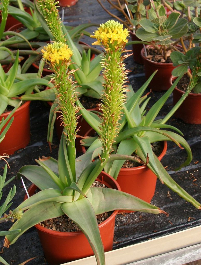 Bulbine Natalensis for Testosterone - Supplements in Review