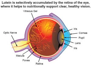FloraGLO® - Supplements in Review