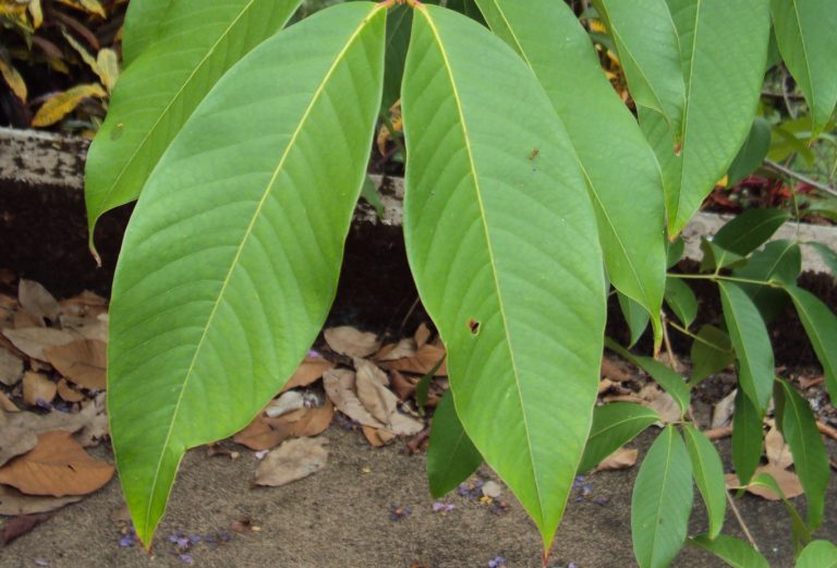 Banaba Leaf for Fat Loss - Supplements in Review