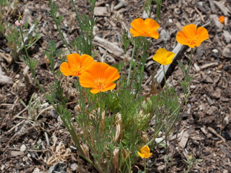 California Poppy for Sleep - Supplements in Review