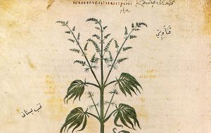 The Endocannabinoid System and CBD - Supplements in Review